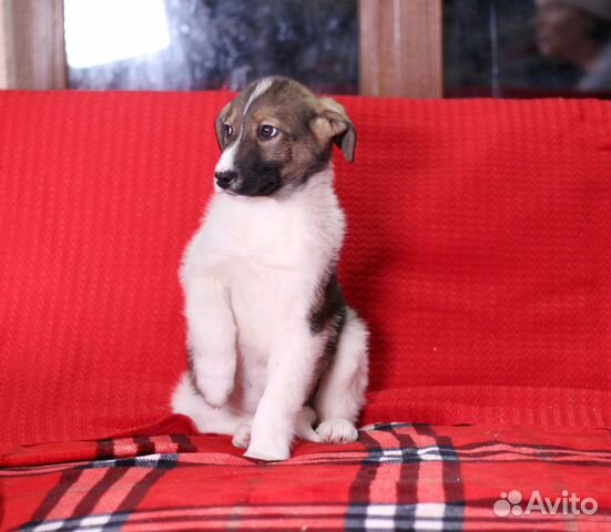 Щенок Маленький Принц-юный мечтатель, в дар