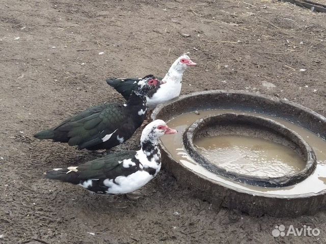 Продаются индоутки