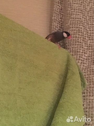 Отдаю амадинов в добрые руки