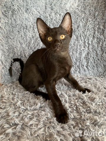 Котята ликой ф1