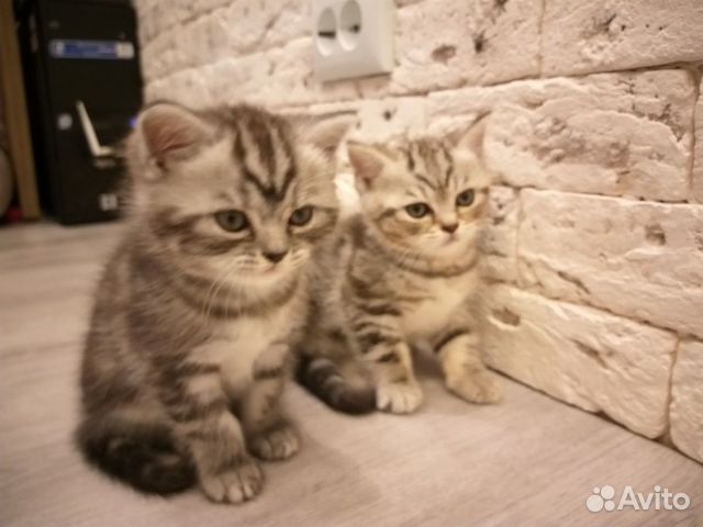 Шотландские котята