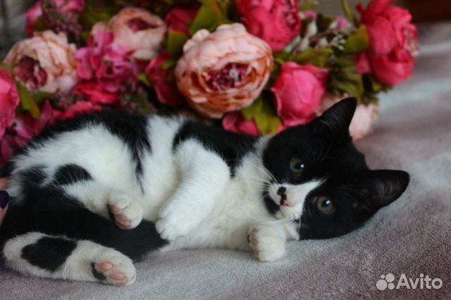 Котёнок, девочка Луна, 3 месяца