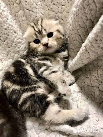 Шотландские вислоухие и прямоухие котята