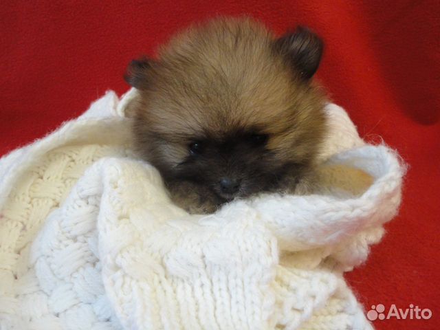 Шпиц. Щенки. Бронирование