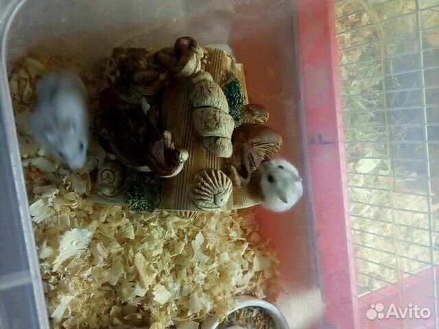 Джунгарские хомики