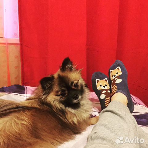 Шпиц девочка ищет жениха для вязки