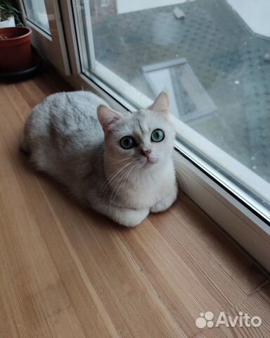 Серебристая шиншилла