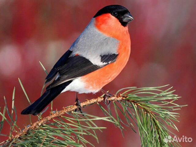 Снегирь с клеткой