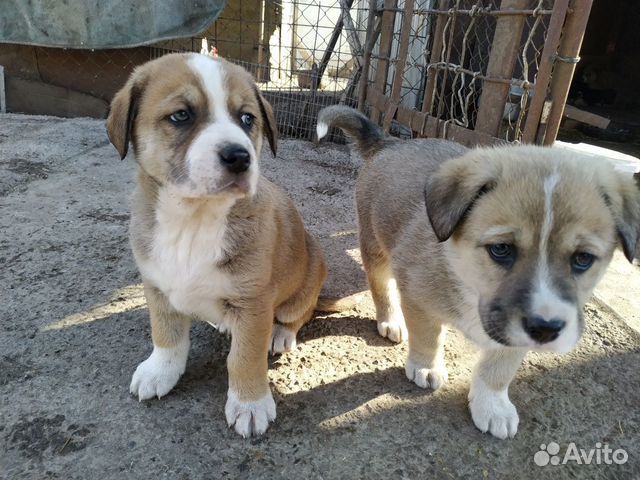 Отдадим в добрые руки щенят среднеазиатской овчарк