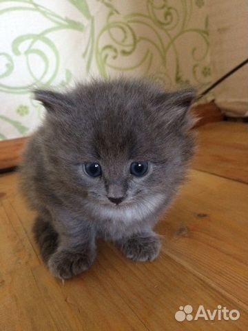 Котенок