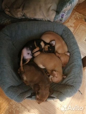 Щенки той-терьера