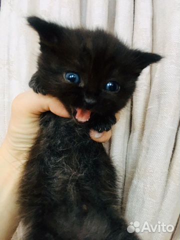 Котенок