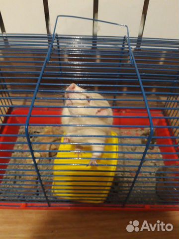 Декоративная крыса