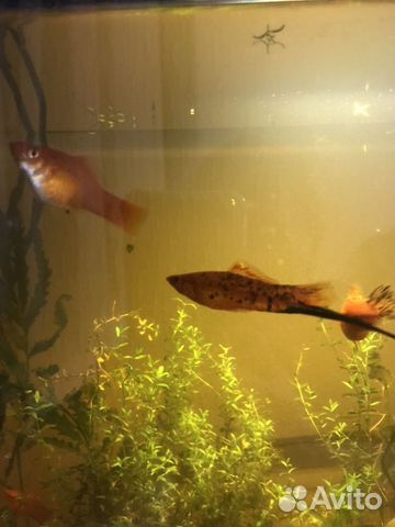 Меченосцы тигровые и красные