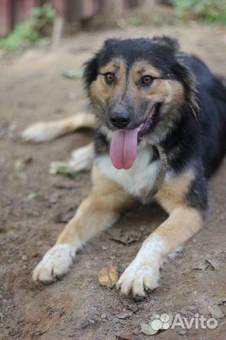 Очаровашка Пальма в добрые руки