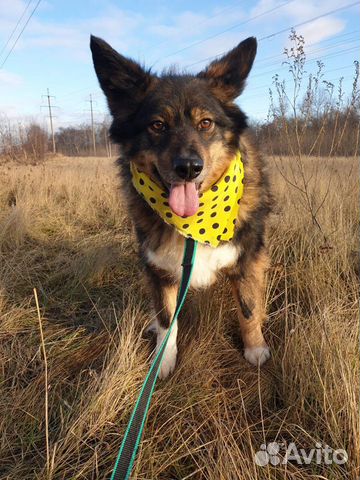 Пёс Орион ищет хозяина