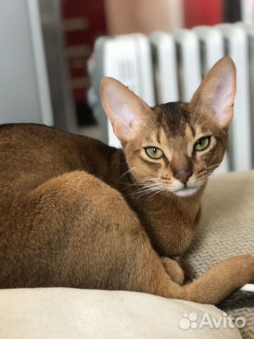 Продаю Абиссинского кота