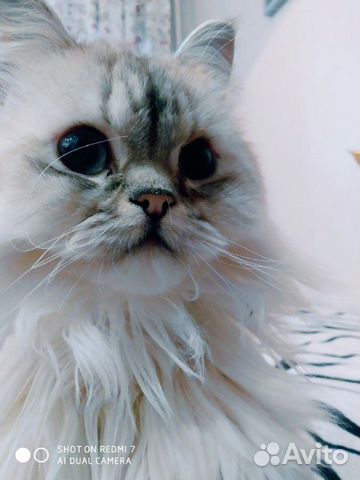Отдам в добрые руки кошку