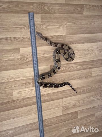 Императорский удав Boa constrictor imperator самец
