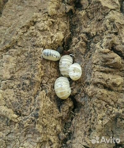 Мокрицы armadillidium vulgare "Magic potion"