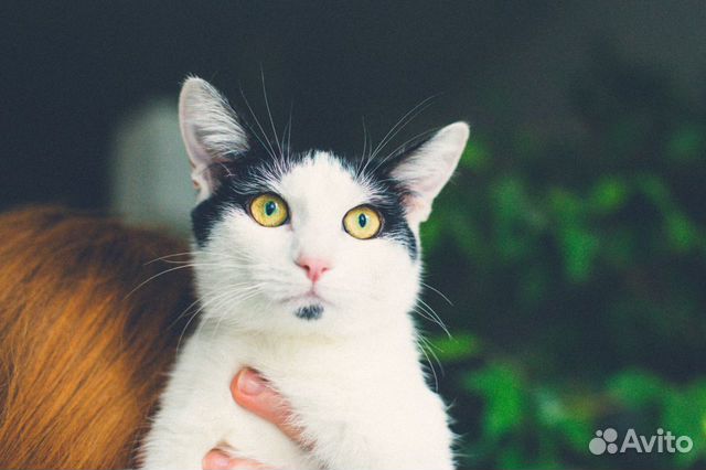 Кошка, которую Вы не забудете