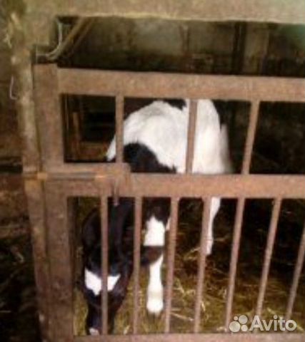 Продам телочку 2 недели