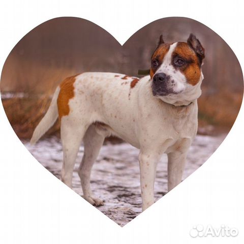 Отдам в любящие руки