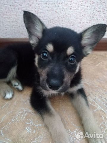 Мальчик 1,5 мес