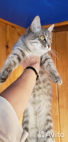 Котёнок котик 4,5 месяца