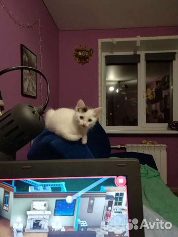 Белая кошечка, 2 месяца