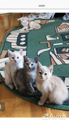 Кот