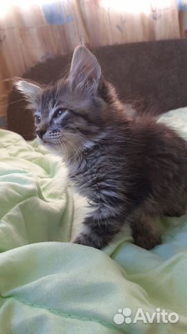 Котенок