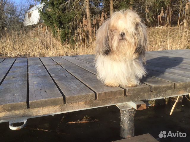 Мальчик Ши-тцу шицу для вязки