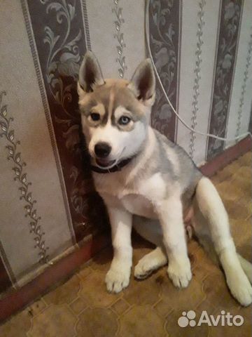 Помесь с хаски лайки