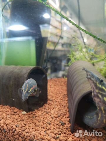 Мастоцембел