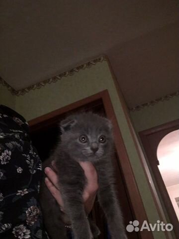 Шотландский вислоухий мальчик