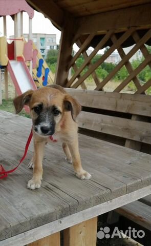 Ищет дом щенок не крупной Собачки Алька