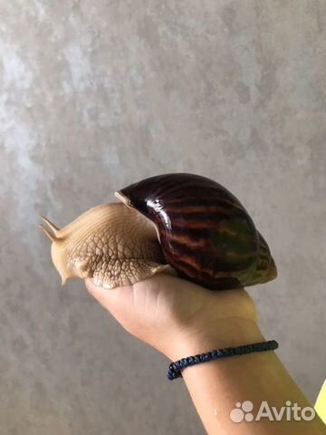 Улитка Ахатина