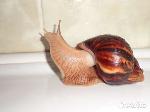 Улитки-ахатины