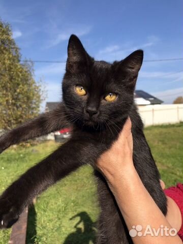 Уголек ищет самую лучшую маму