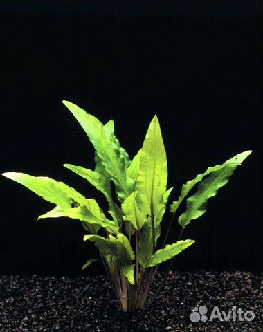 Криптокорина вендта зеленая