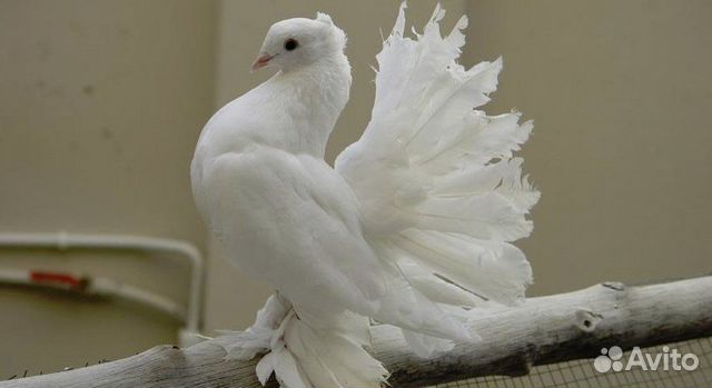 Голуби, петушки, куры