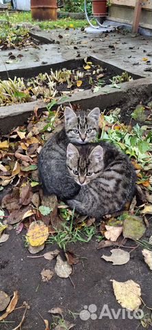 Отдам котят в хорошие руки бесплатно