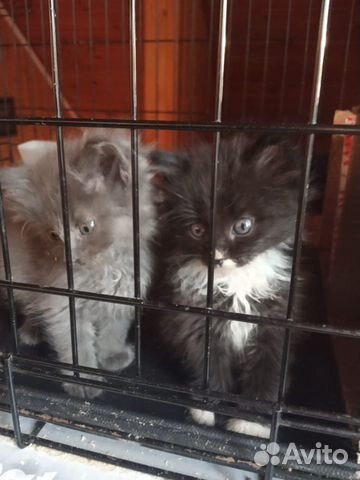 Пушистые котятки