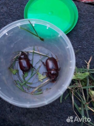 Жук носорог