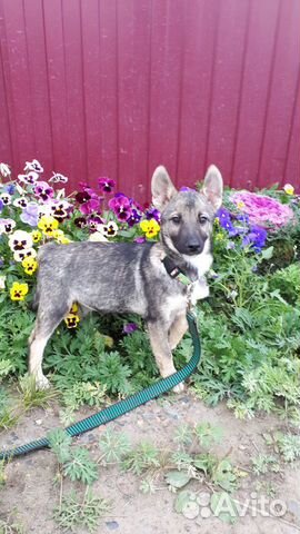 Парень (фенотип лайки) ищет дом