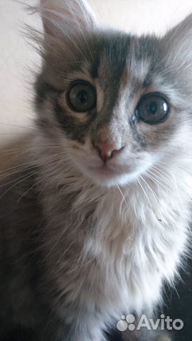 Кошечка