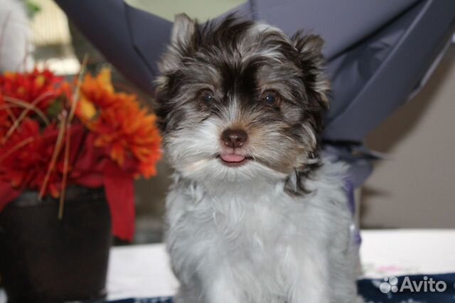 Йоркширский терьер разноцветный,девочки