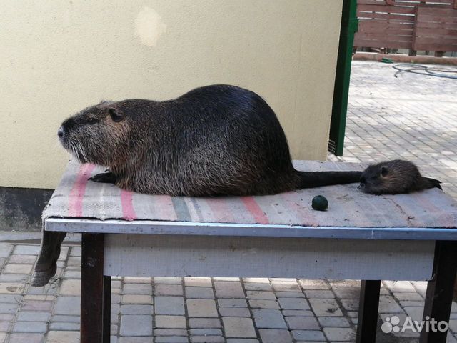 Продам нутрий