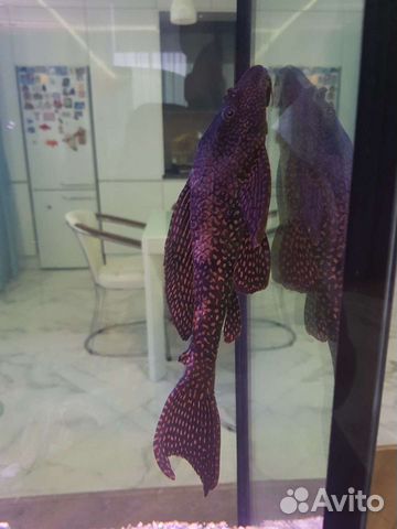 Сом порчёвый длина 30 см